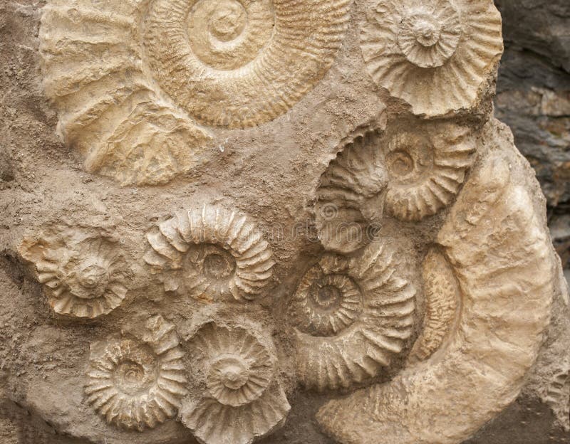 Sea Fossils editorial stock photo. Image of fossil, ocean - 505648