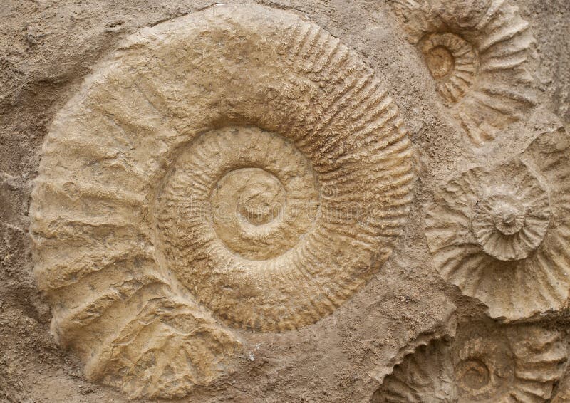 Plant fossils in stone stock photo. Image of limestone - 8954938