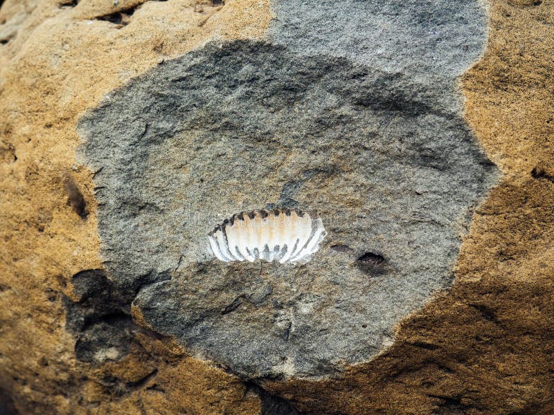Fossils of Ammonites, Extinct Cephalopods. Traces of Shell in the Stone ...