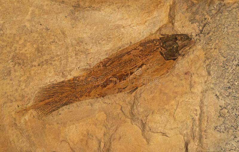 Fossils of Ancient Fish in the Rock Stock Image - Image of spine ...