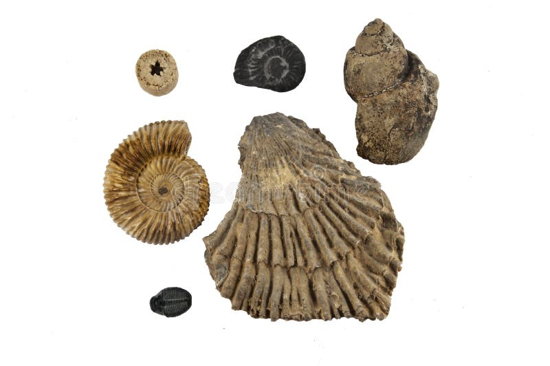 Fossils stock image. Image of shellfish, isolated, mollusk - 43752317