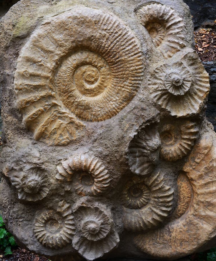 1,200+ Fossils Free Stock Photos - StockFreeImages