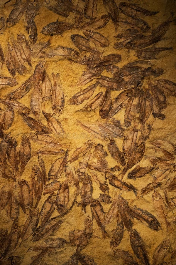 The Fossils Of Fish School In Rock Stock Image - Image of backbone ...