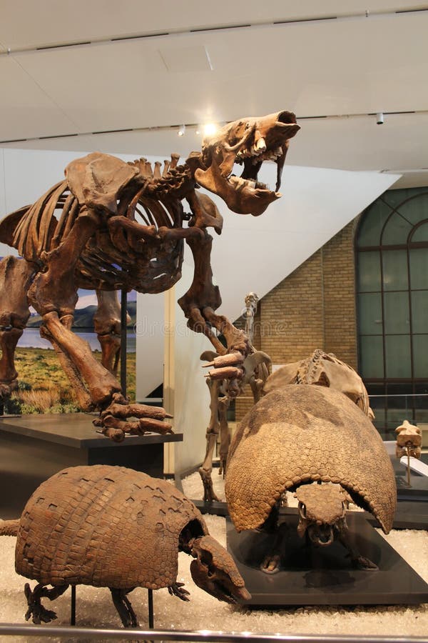 Fossilized Skeletons of Extinct Animal Life Forms from the Ice Age ...