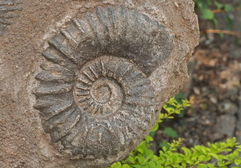 Fossils stock image. Image of amount, natural, conch - 28074217