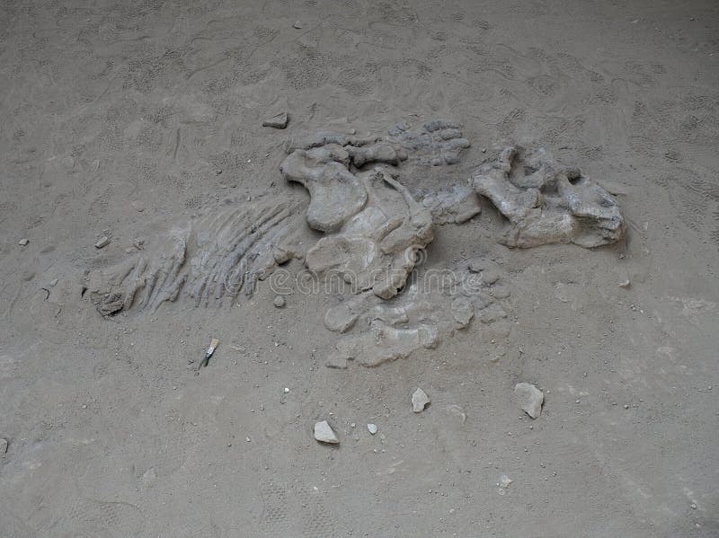 Fossils at Ischigualasto Provincial Park, San Juan, Argentina Stock ... Fossils at Ischigualasto Provincial Park, San Juan, Argentina Stock ...