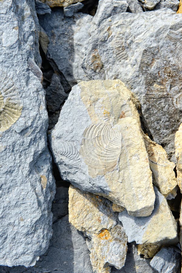 Fossils Like Shells and Ammonites. Stock Image - Image of paleontology ...