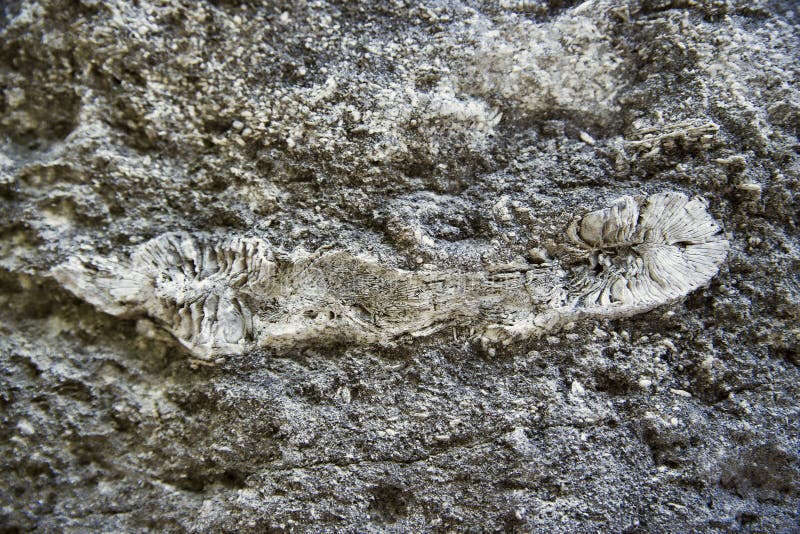 Fossils in the Limestone Rock Stock Image - Image of prehistoric ...