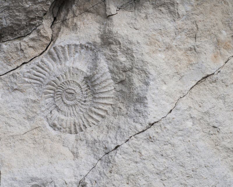 Fossils Shells in White Rock Stock Image - Image of rock, ugliness ...