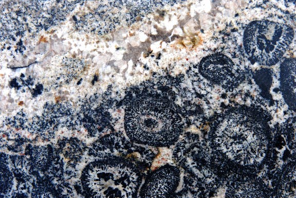 Fossils stone stock image. Image of aged, modern, texture - 15115785