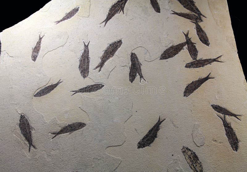 Fossils stock image. Image of nature, background, color - 77417367