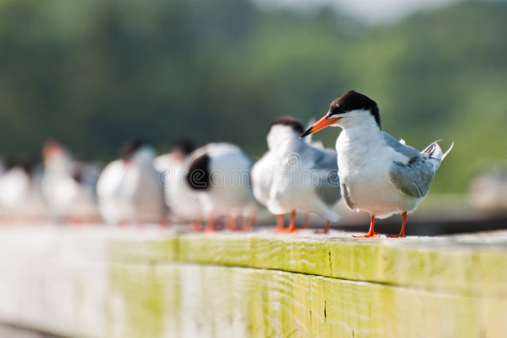 Fosters Tern stock image. Image of animal, cape, colors - 32026593