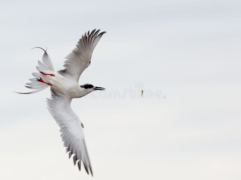 Foster S Tern Hovering while Fishing Stock Image - Image of sterna ...