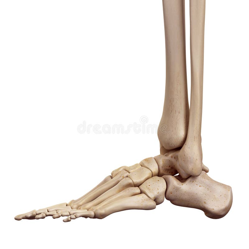 Fot Med Ben, Ledinflammation I En Cirkel, Logotypdesign Sjukvård ...