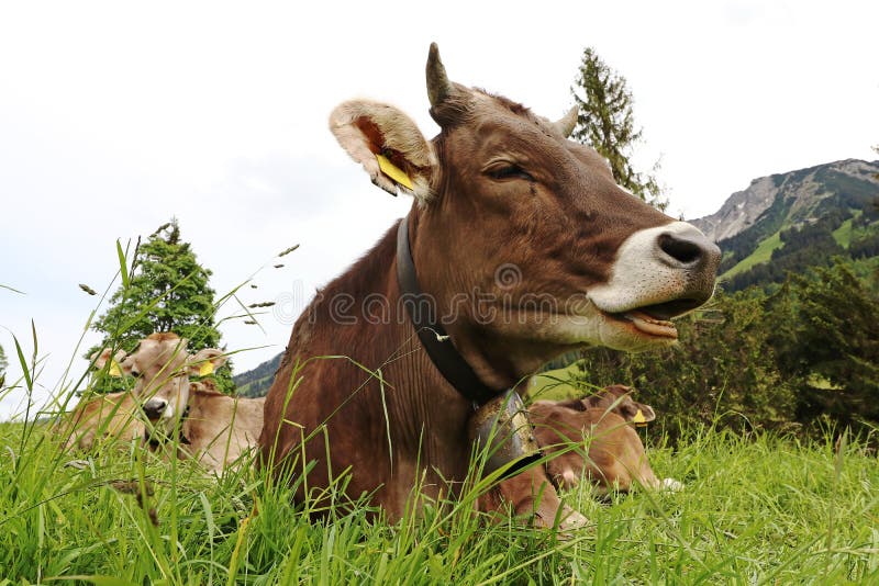 Foto Buffa Di Una Mucca Con Corna E Campanella a Bocca Aperta in ...