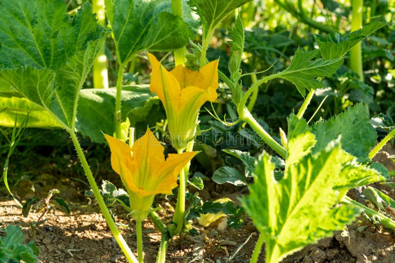 Foto De Cierre De La Flor De Squash Apilada O Zucchini Relleno Foto de ...