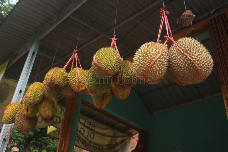 Foto De Deliciosa Fruta De Duria De Indonesia Imagen de archivo ...