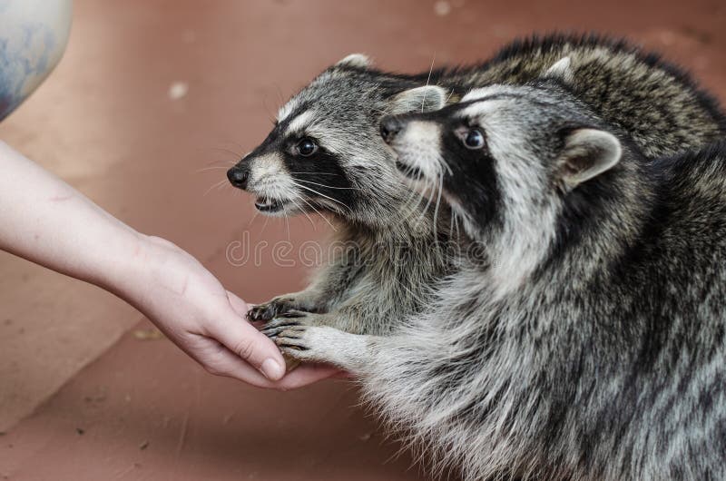 Foto De Un Mapache Sosteniendo La Mano De Un Hombre. Perfil Imagen de ...