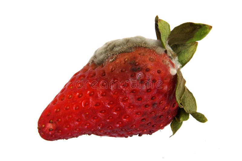 Concepto Putrefacto Gmo De Las Fresas Foto de archivo - Imagen de baya ...