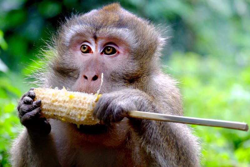Foto De Monos De Cola Larga Lindos Imagen de archivo - Imagen de ...