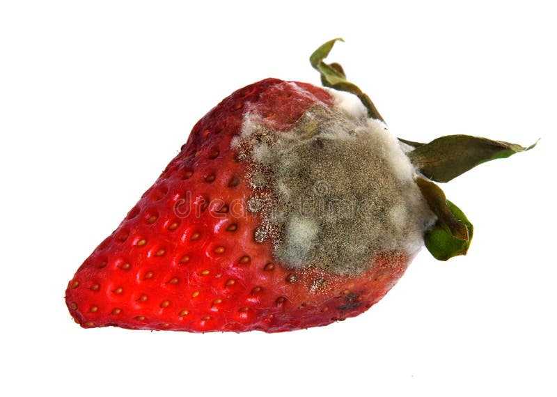 Morango podre imagem de stock. Imagem de bactéria, coma - 101462467