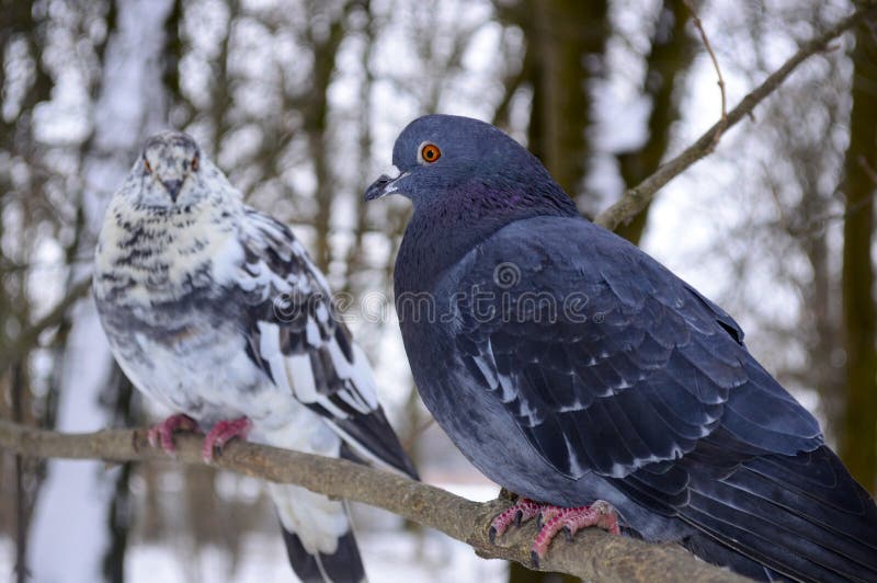 Foto De Palomas Hermosas En La Calle Imagen de archivo - Imagen de ...