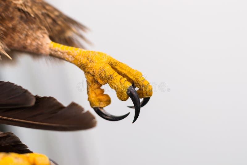 Foto De Primer Plano De Las Garras De Halcón Foto de archivo - Imagen ...