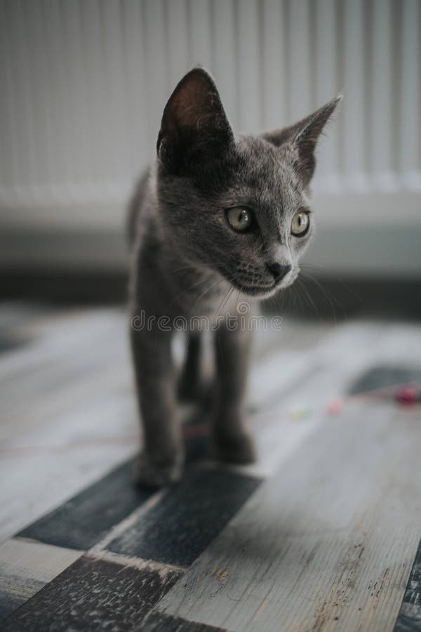 Foto De Um Gato Roxo E Curioso Azul Russo Imagem de Stock - Imagem de ...