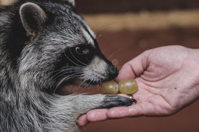 Foto De Un Mapache Comiendo Una Uva De Una Mano Humana Foto de archivo ...