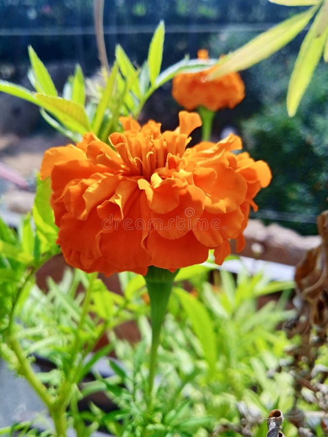 Foto De Una Hermosa Flor De Marigold. Foto de archivo - Imagen de ...
