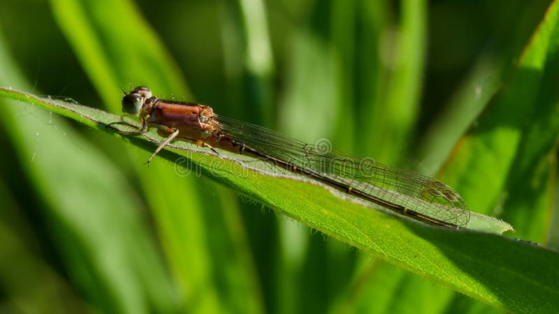 Foto de una mosca foto de archivo. Imagen de colorido - 196777436