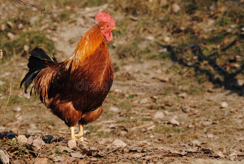 Foto del gallo imagen de archivo. Imagen de picar, alimento - 22622563