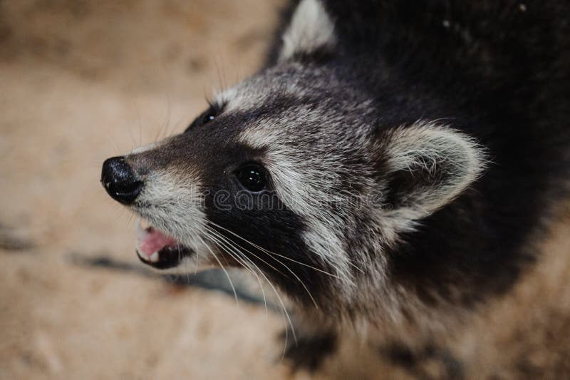 Foto De Un Mapache Comiendo Una Uva De Una Mano Humana Foto de archivo ...