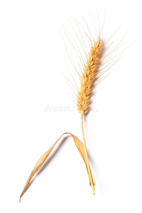 Foto del trigo en blanco foto de archivo. Imagen de centeno - 39603140