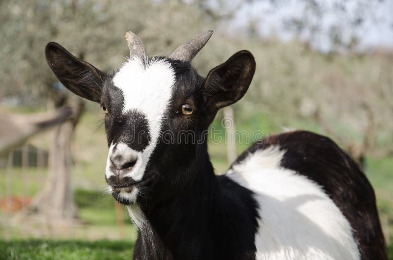 Foto Della Capra Nana Nigeriana Immagine Stock - Immagine di colpo ...