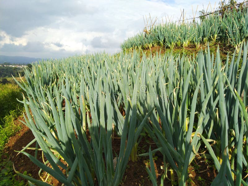 Foto Di Piante Di Cipolla Sulla Collina Immagine Stock - Immagine di ...