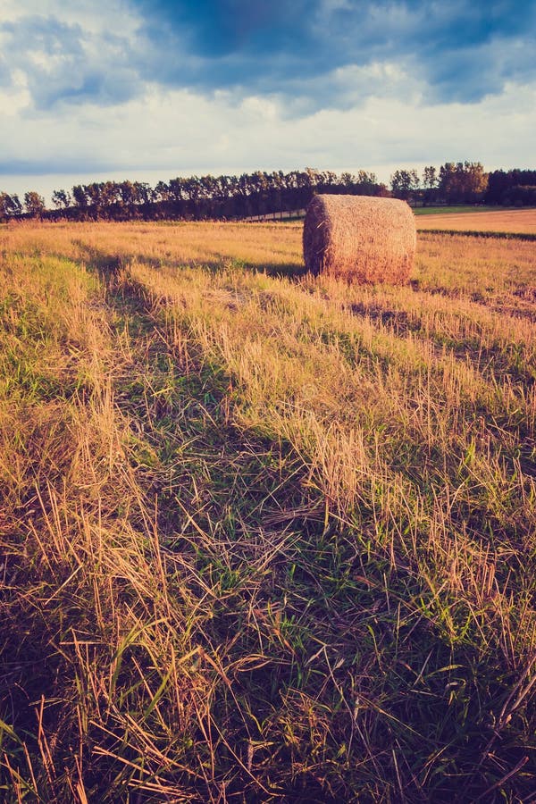 Foto Do Vintage Do Campo De Restolho Foto de Stock - Imagem de ambiente ...