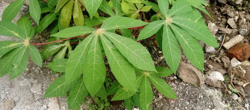 Foto Ilustrativa Das Folhas De Mandioca Foto de Stock - Imagem de ...