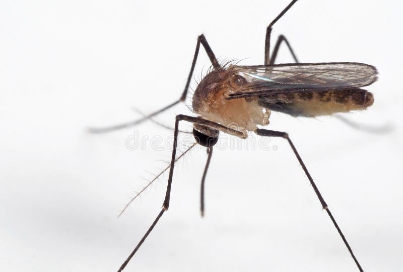 Foto Macra Del Mosquito En El Piso Blanco Imagen de archivo - Imagen de ...
