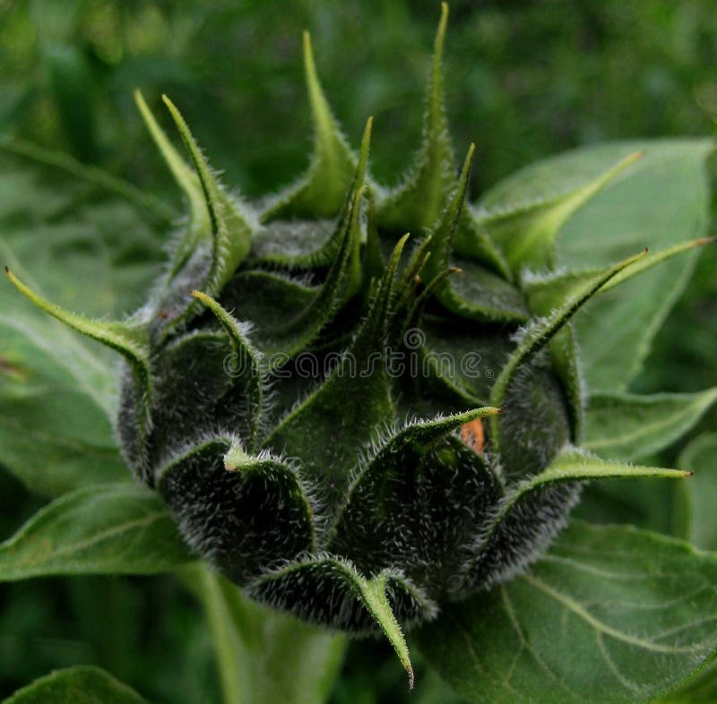 Foto Macro Da Flor Fechada De Um Girassol Imagem de Stock - Imagem de ...