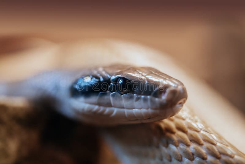 Foto Macro De La Serpiente Python En El Zoo Terrarium Reptile Head ...