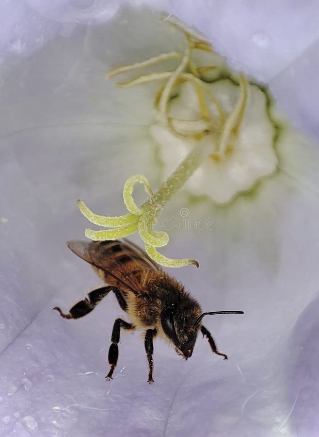 Foto Macro De Una Abeja Con Flores Moradas Foto de archivo - Imagen de ...