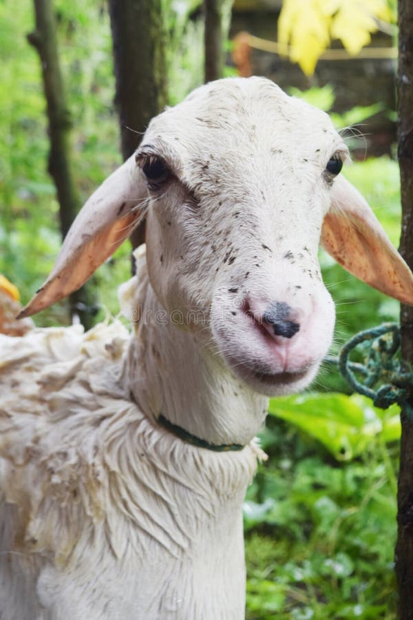 Short Thin Haired Male Goat Wonosobo Jawa Tengah Indonesia Stock Image ...