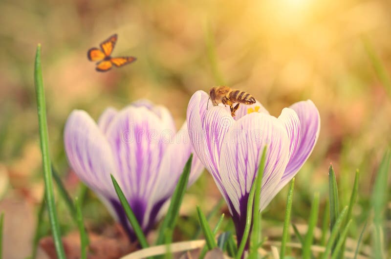 Foto Molle Del Fiore Del Croco Immagine Stock - Immagine di fiori ...