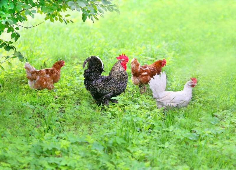 Foto Van Een Grappige Grappige Haan En Kippen Stock Foto - Image of ...