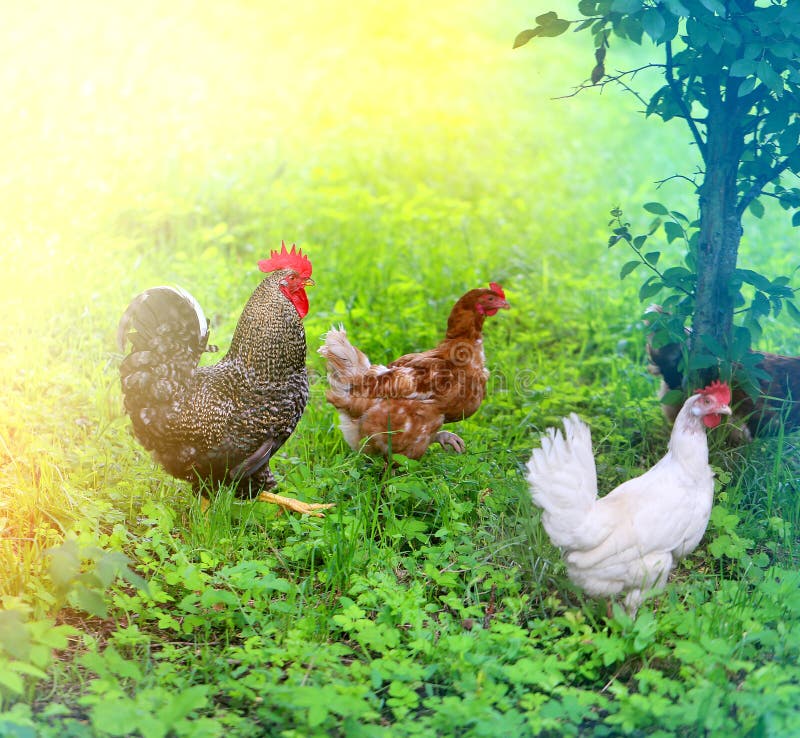 Foto Van Een Grappige Grappige Haan En Kippen Stock Afbeelding - Image of gevogelte, gebied ...