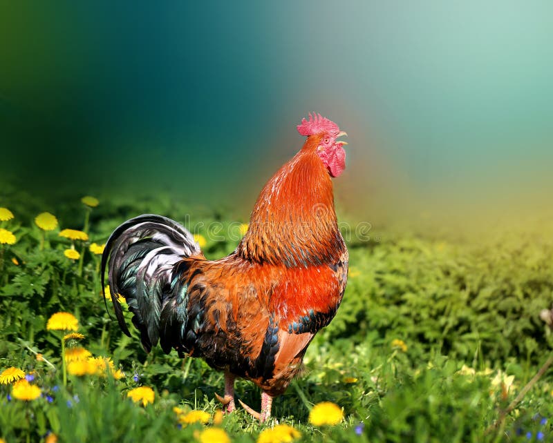 Foto van een mooie haan stock afbeelding. Image of veer - 93145031