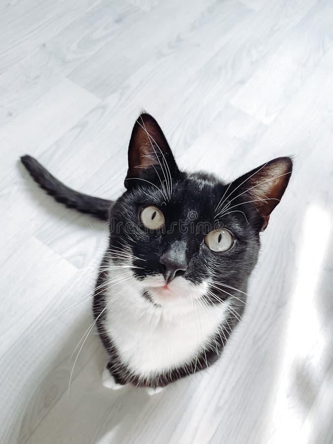 Foto Vertical De Um Gato Branco-preto Olhando Para Cima Imagem de Stock ... Foto Vertical De Um Gato Branco-preto Olhando Para Cima Imagem de Stock ...