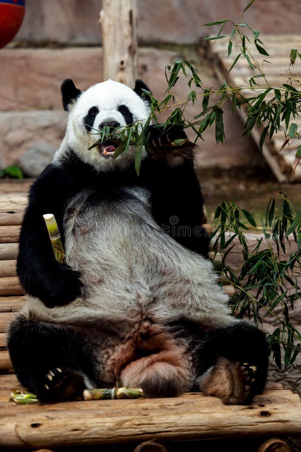 Foto Vertical De Um Panda Sentado E Comendo Folhas Foto de Stock ...