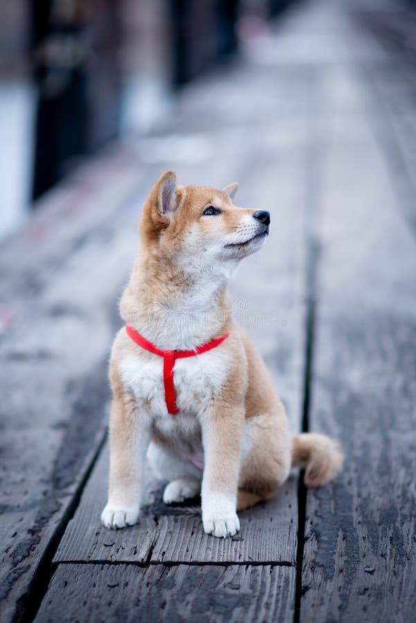 Foto Vertical De Un Lindo Perro Jindo Coreano Foto de archivo - Imagen ...